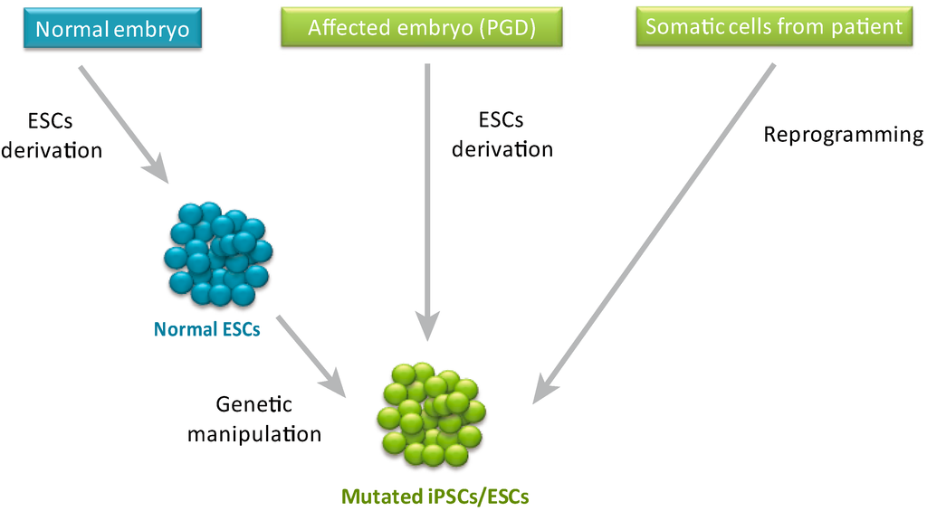 Comparing ESC and iPSC—Based Models for Human Genetic Disorders
