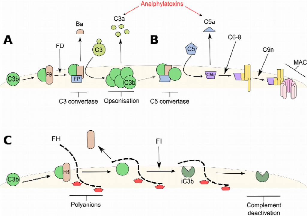 JCM | Free Full-Text | Role of Factor H and Related Proteins in ...