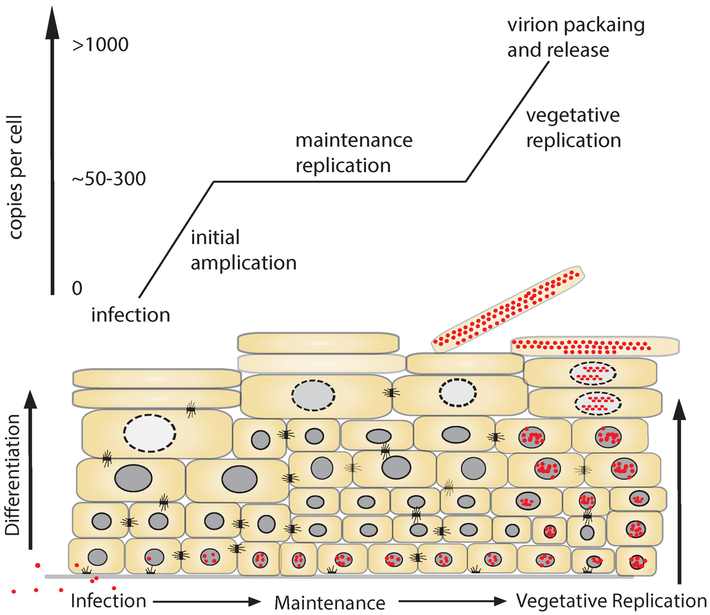 Recent Insights into the Control of Human Papillomavirus (HPV) Genome ...
