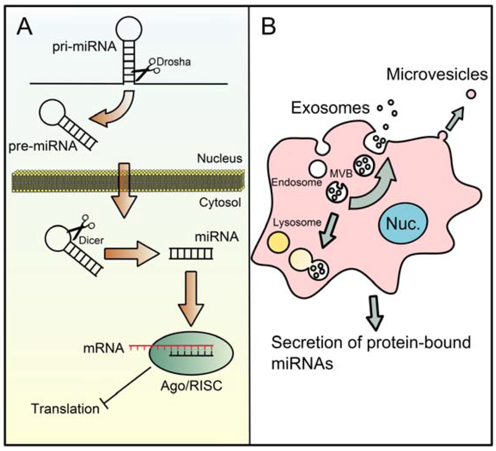 JCM | Special Issue : MicroRNAs: Novel Biomarkers for Liver Diseases