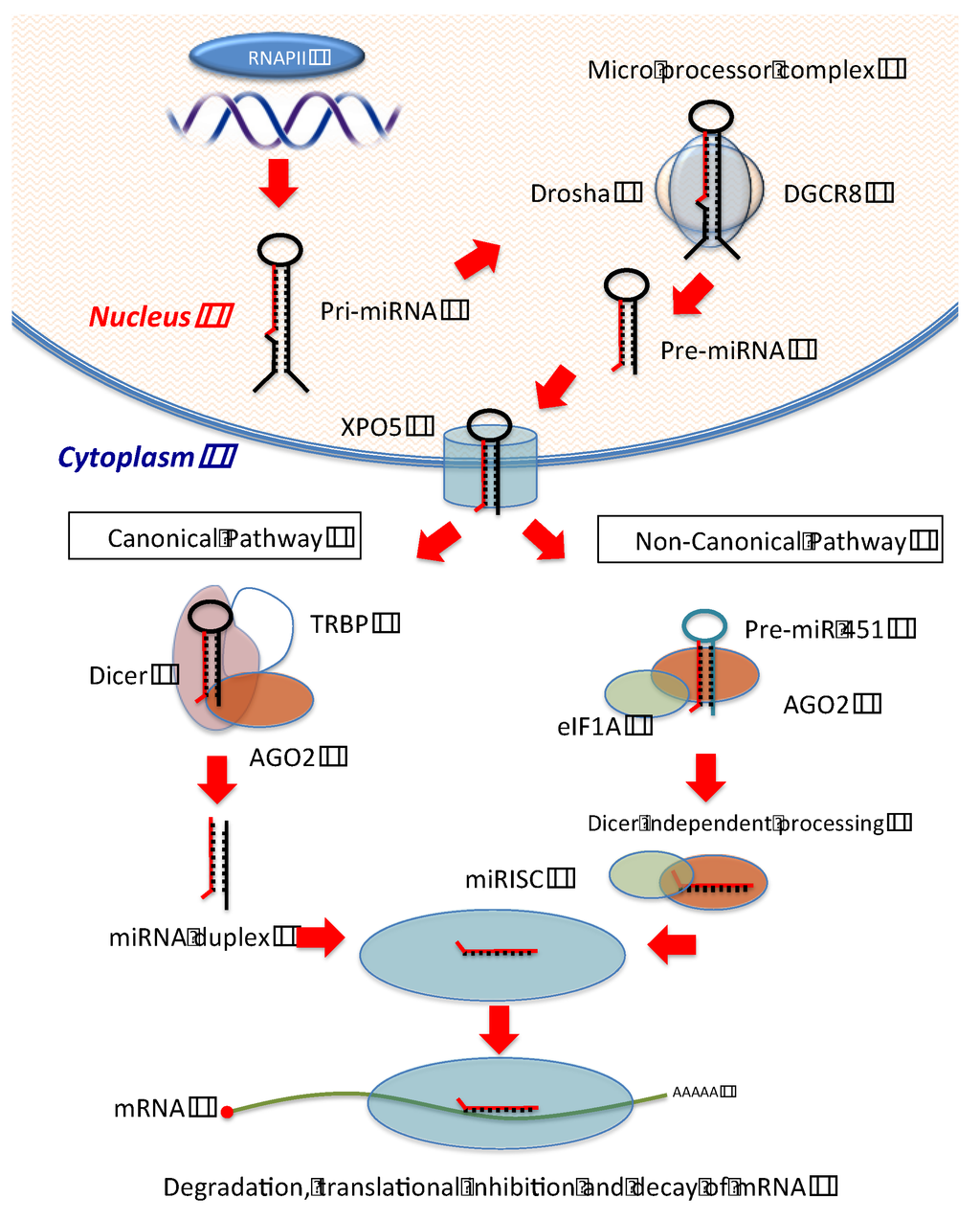 MicroRNA Processing and Human Cancer
