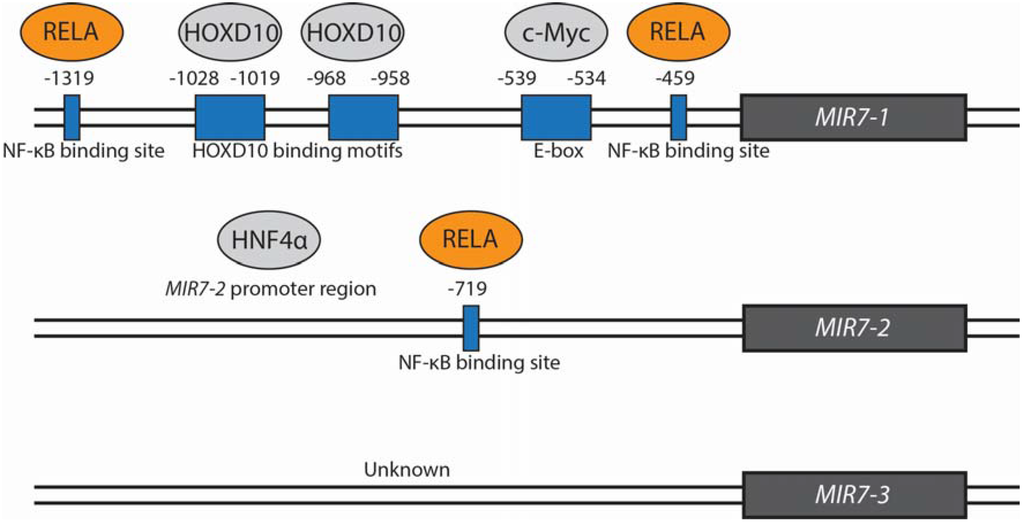 JCM | Free Full-Text | Clinical Potential of microRNA-7 in Cancer