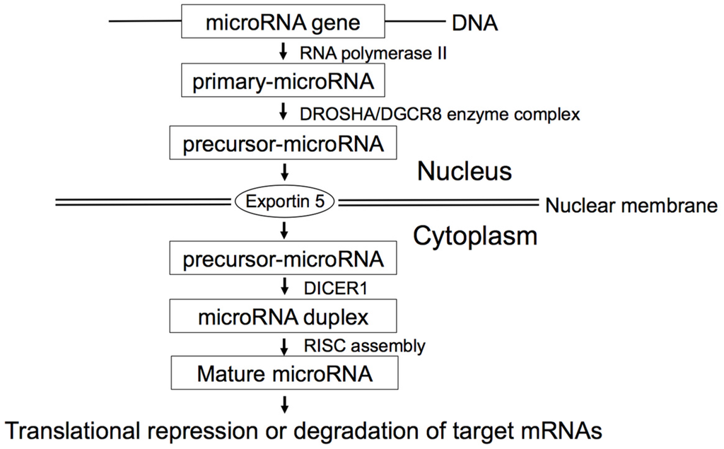 JCM | Free Full-Text | MicroRNA In Lung Cancer: Novel Biomarkers and ...