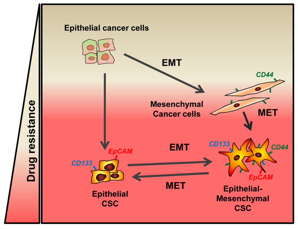 JCM | Special Issue : Epithelial-Mesenchymal Transition