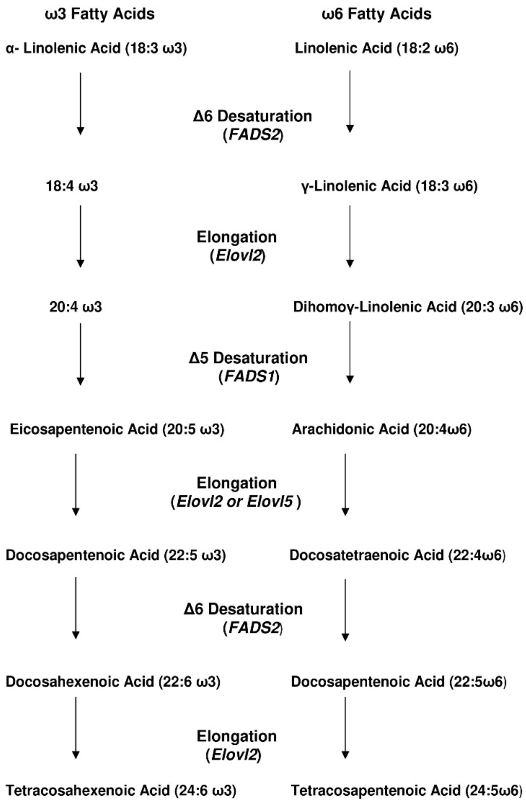 Is there A Role for Alpha-Linolenic Acid in the Fetal Programming of ...