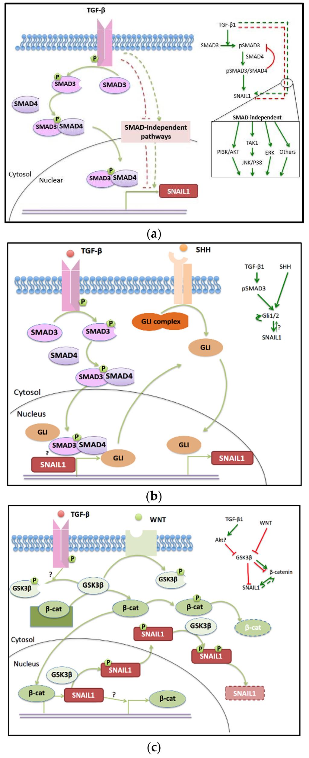 Signal Transduction Pathways of EMT Induced by TGF-β, SHH, and WNT and ...