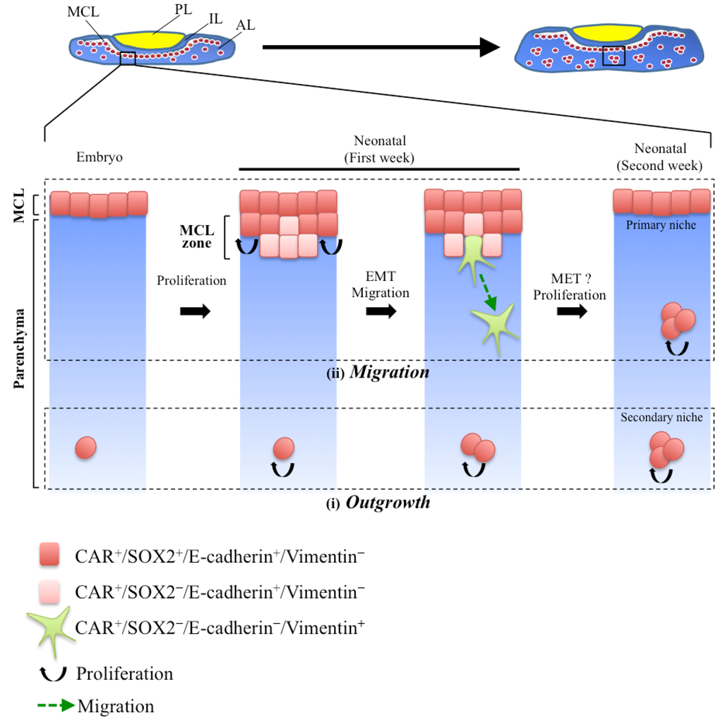 JCM | Special Issue : Epithelial-Mesenchymal Transition