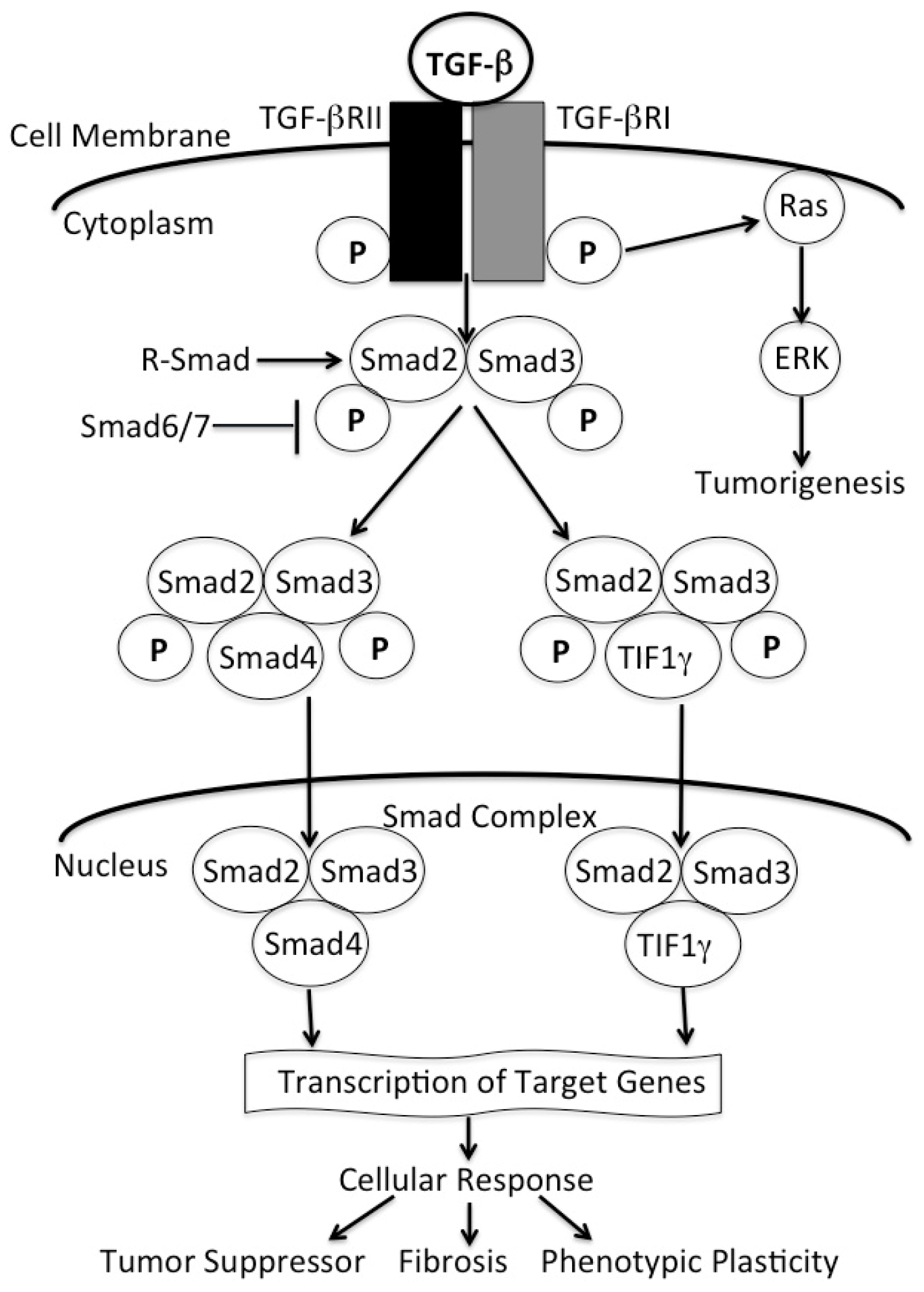 Jcm Free Full Text The Tgf β Smad4 Signaling Pathway In Pancreatic