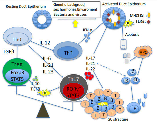JCM | Special Issue : Th17 Cell in Autoimmune and Inflammatory Diseases
