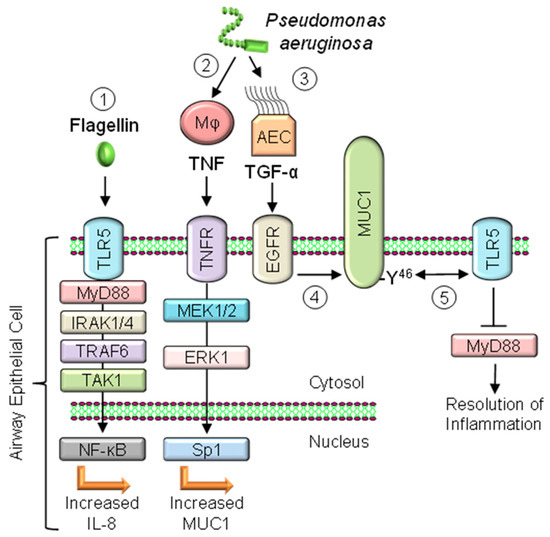 JCM | Free Full-Text | MUC1: The First Respiratory Mucin with an Anti ...