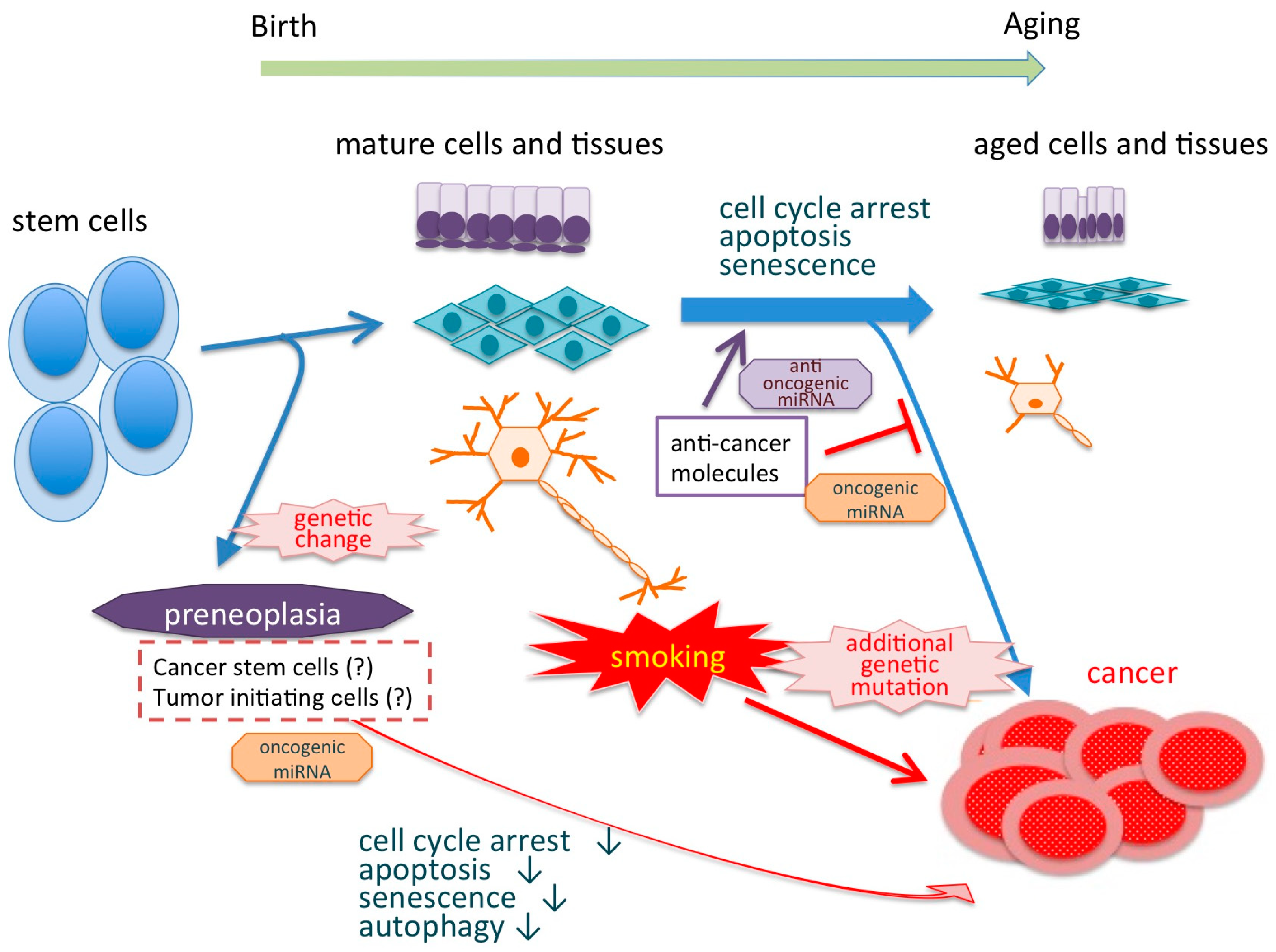 MicroRNAs in Smoking-Related Carcinogenesis: Biomarkers, Functions, and Therapy
