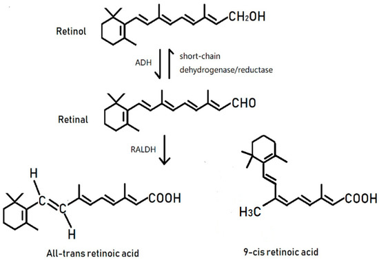Role of Vitamin A in the Immune System