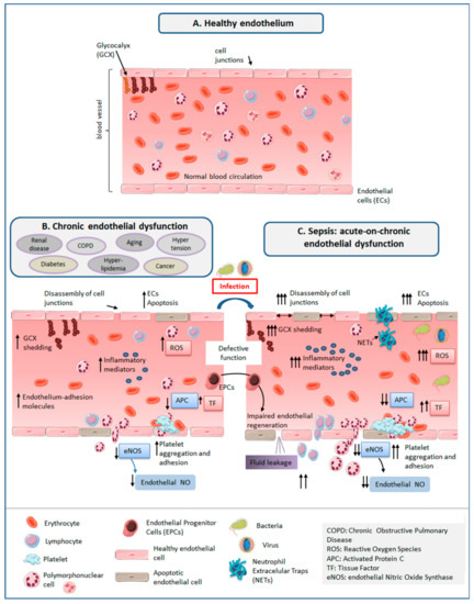 Shared Features of Endothelial Dysfunction between Sepsis and Its ...