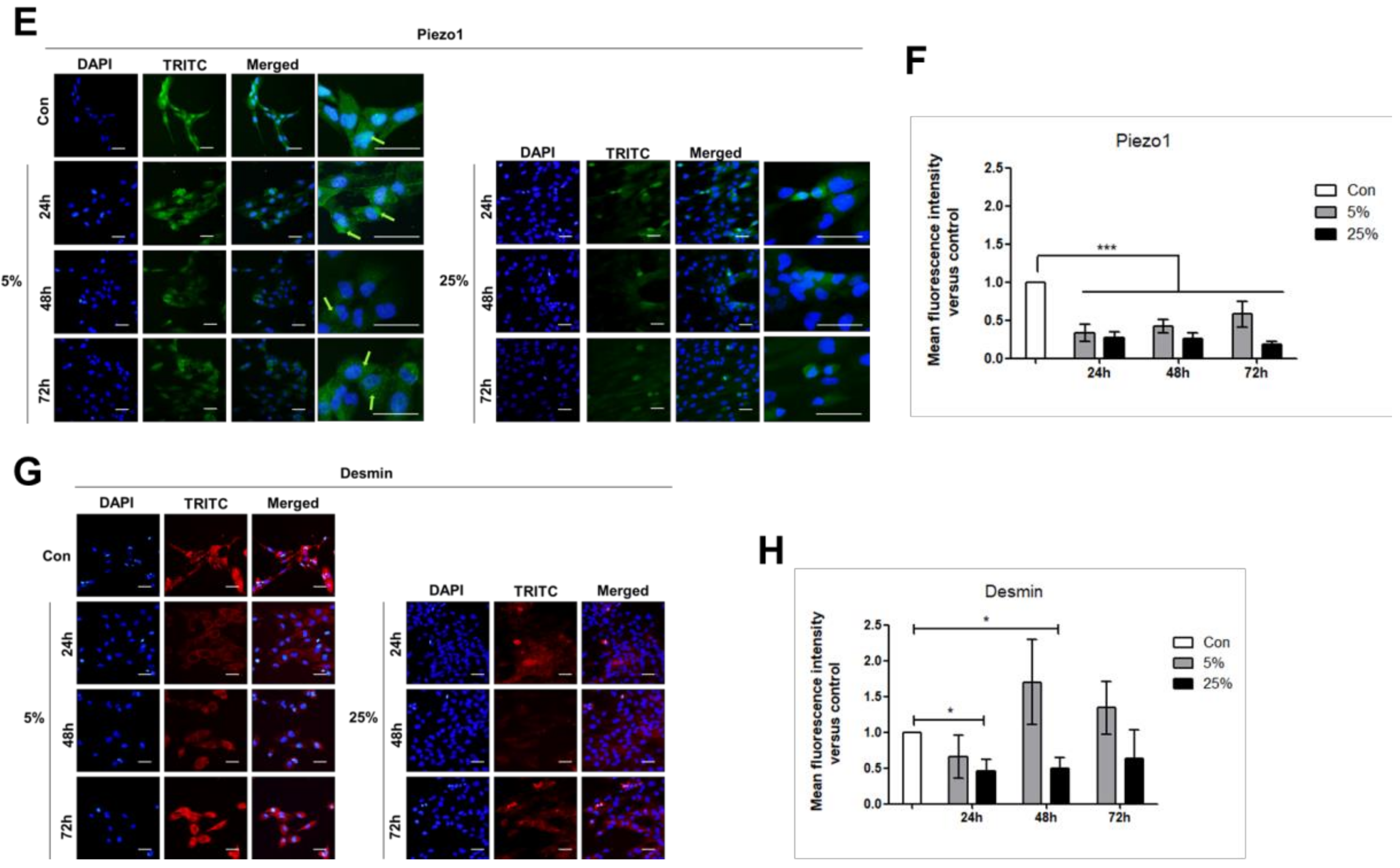JCM | Free Full-Text | Mechanical Stretching Simulates Cardiac ...