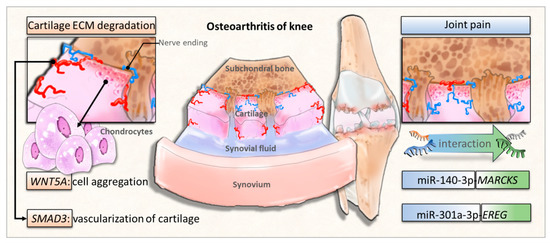 Systematic Analysis of Transcriptomic Profile of Chondrocytes in ...