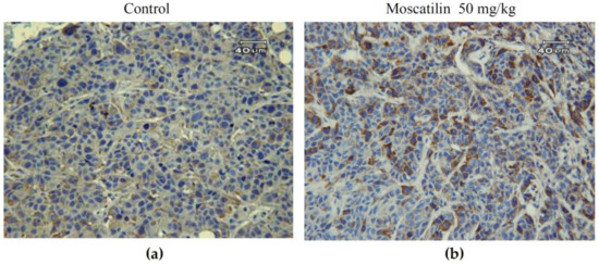 Moscatilin Inhibits Growth of Human Esophageal Cancer Xenograft and ...
