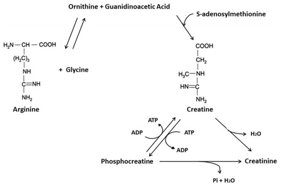 Effectiveness of Creatine Supplementation on Aging Muscle and Bone ...
