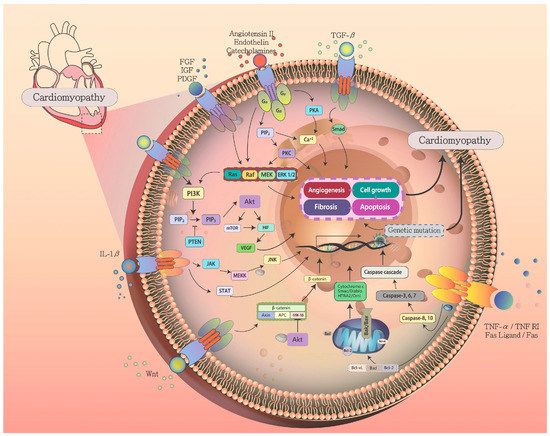 Advanced Evolution of Pathogenesis Concepts in Cardiomyopathies