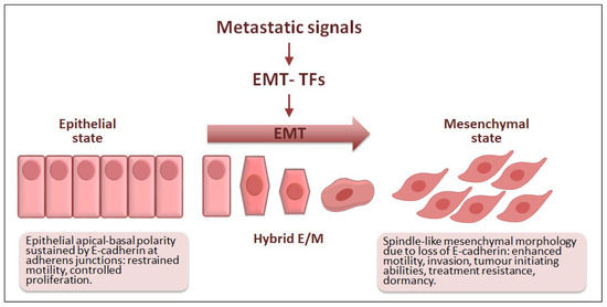 JCM | Free Full-Text | UPR: An Upstream Signal to EMT Induction in Cancer
