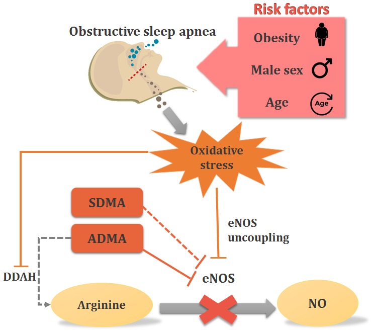 JCM | Free Full-Text | Asymmetric Dimethylarginine (ADMA) and Symmetric ...