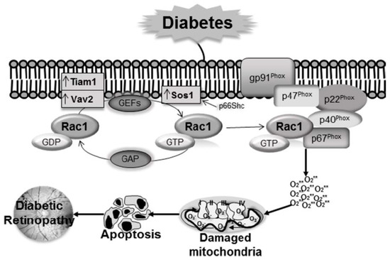 The Regulatory Role of Rac1, a Small Molecular Weight GTPase, in the ...
