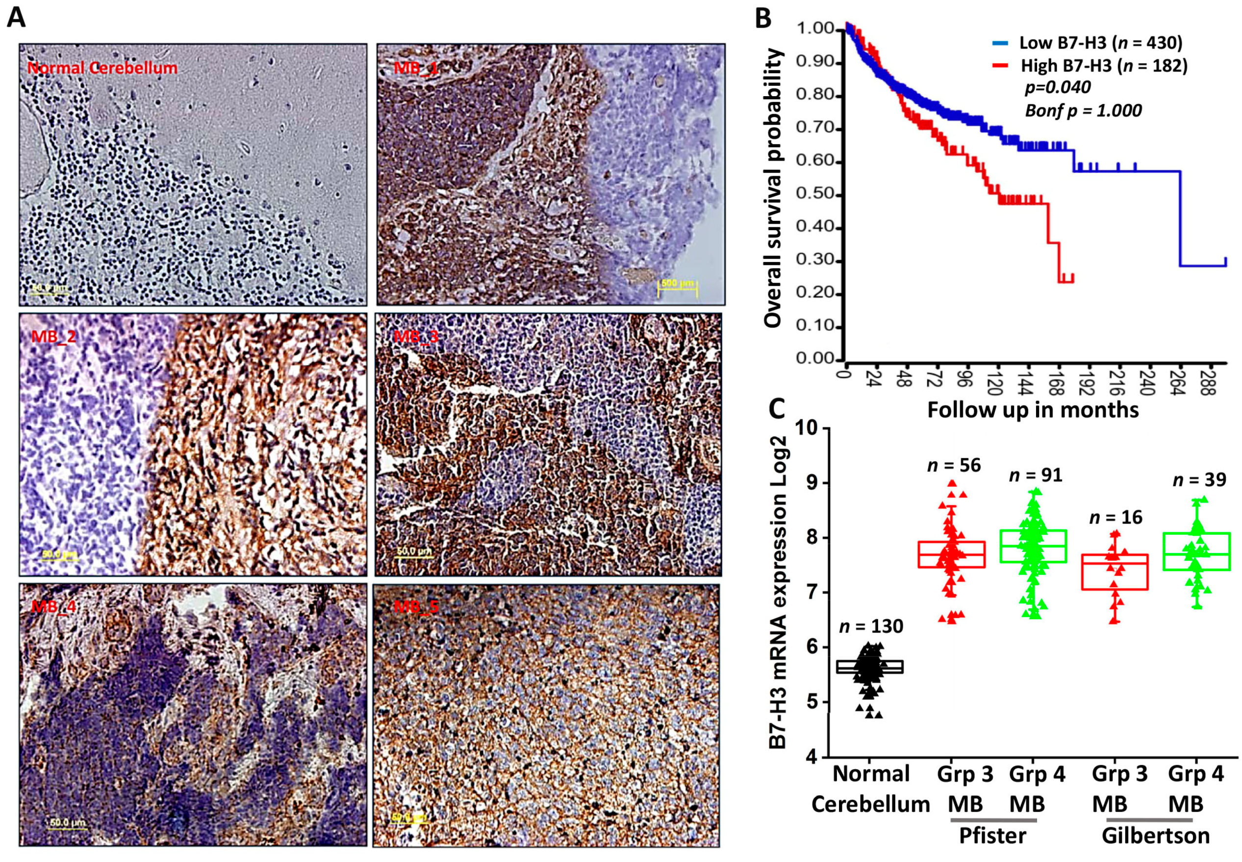 Role of MYC-miR-29-B7-H3 in Medulloblastoma Growth and Angiogenesis