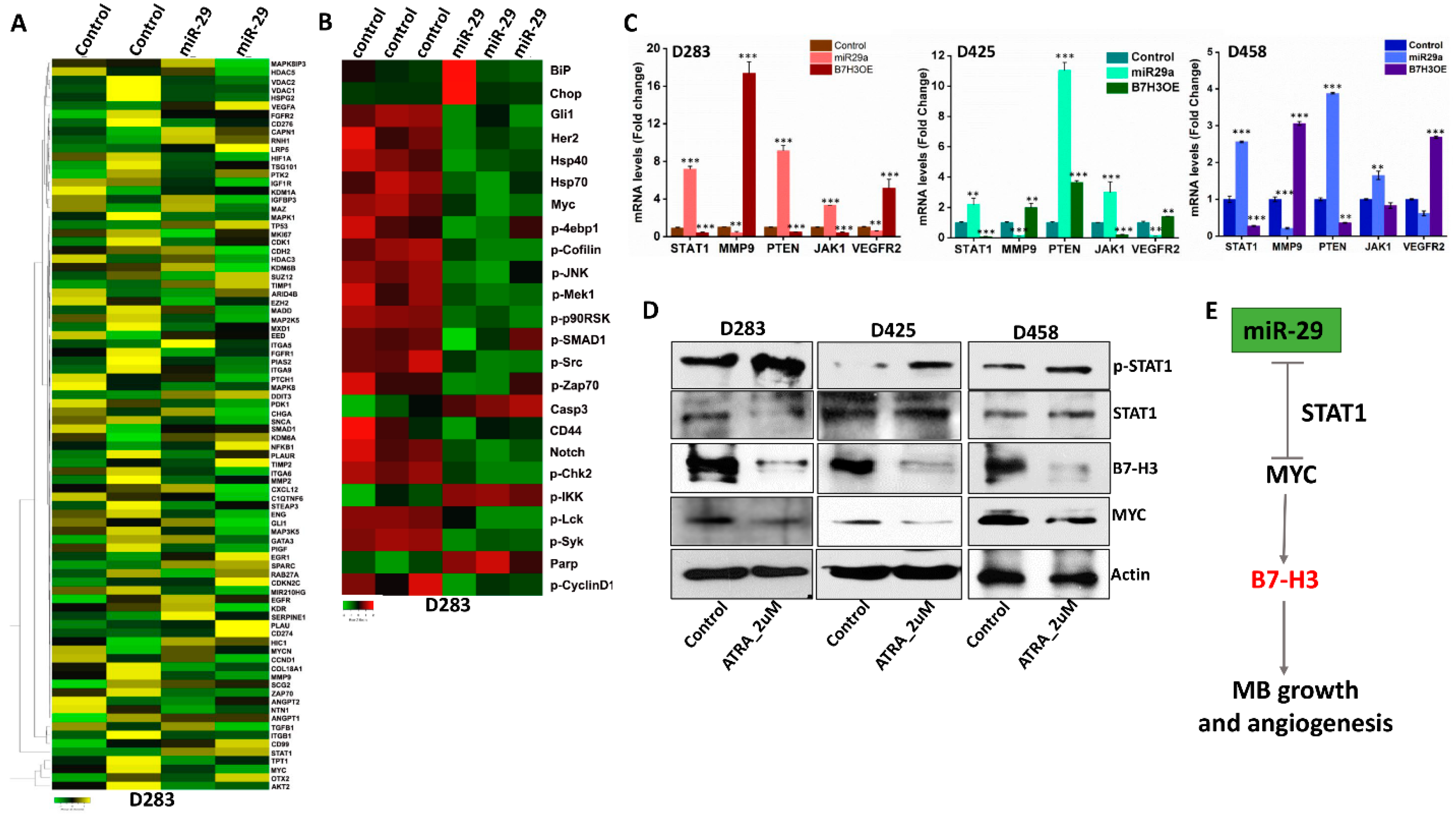 Role of MYC-miR-29-B7-H3 in Medulloblastoma Growth and Angiogenesis