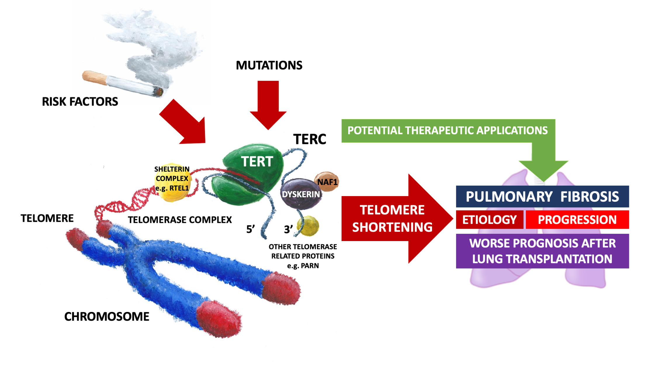 JCM | Free Full-Text | Telomere Abnormalities in the Pathobiology of ...