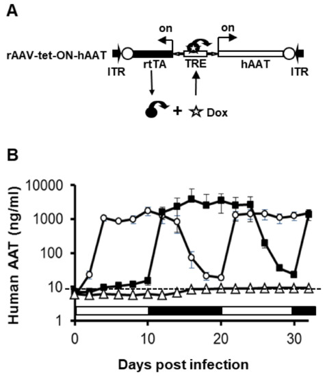 Regulated hAAT Expression from a Novel rAAV Vector and Its Application ...