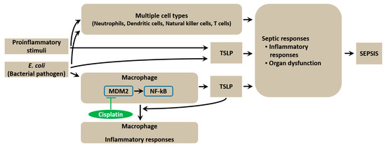TSLP Exacerbates Septic Inflammation via Murine Double Minute 2 (MDM2 ...