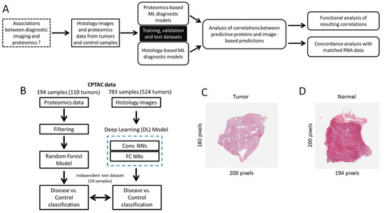 Connecting Histopathology Imaging and Proteomics in Kidney Cancer ...