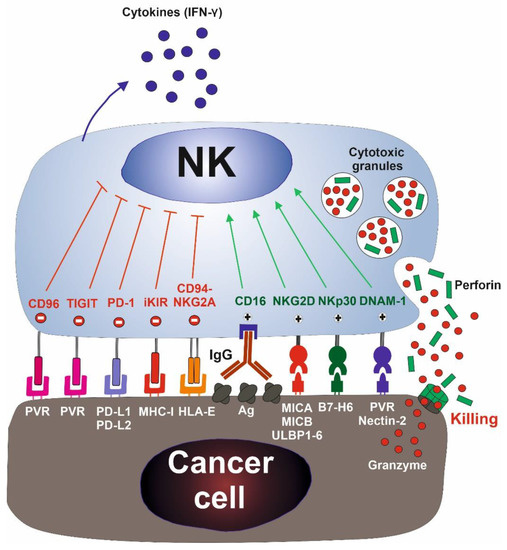 NK Cells in the Treatment of Hematological Malignancies