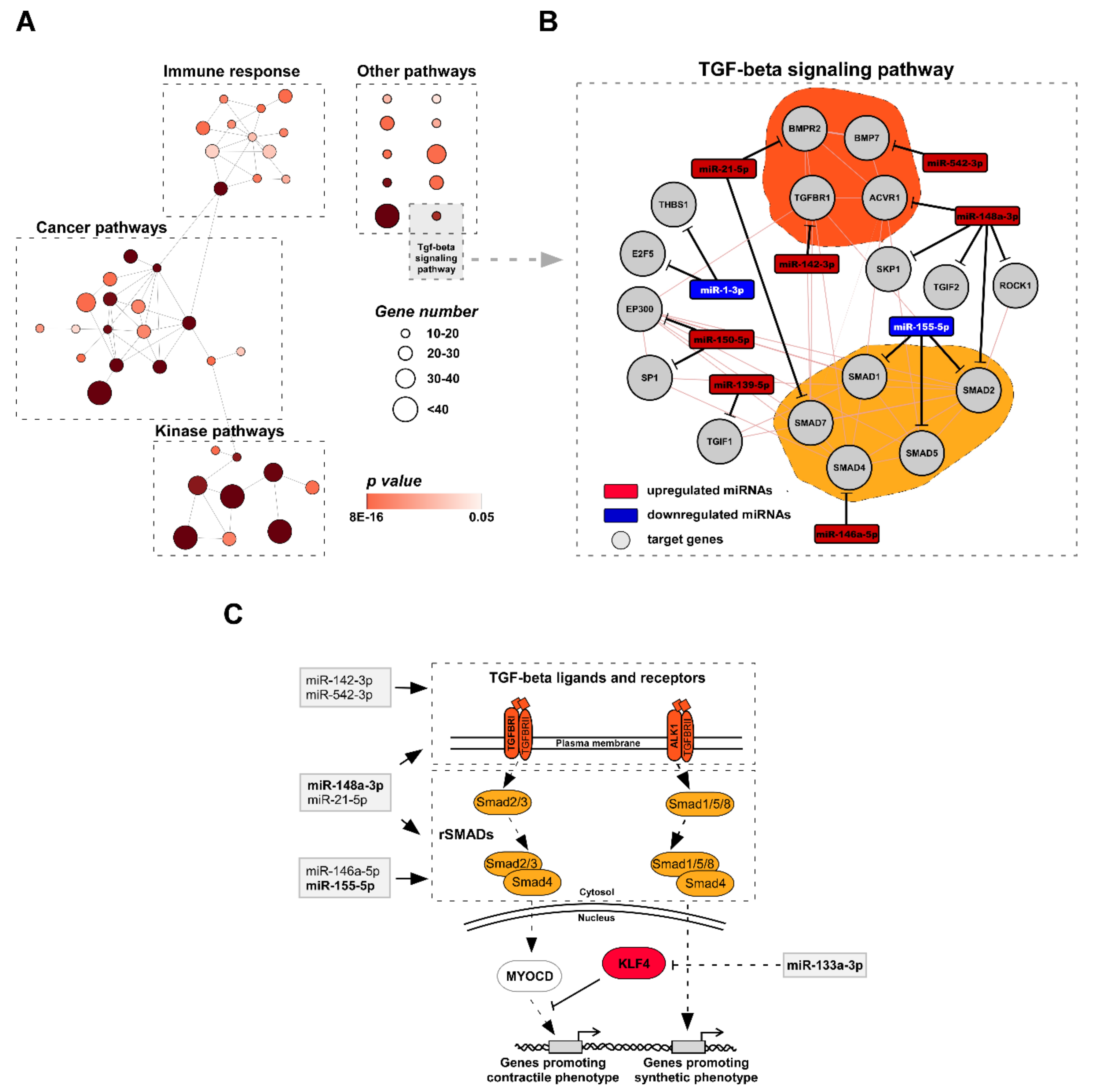 Jcm Free Full Text Tissue Specific Mirnas Regulate The Development