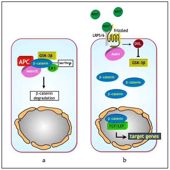 Wnt Signaling in Ovarian Cancer Stemness, EMT, and Therapy Resistance