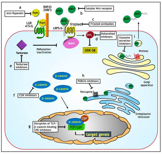 Wnt Signaling in Ovarian Cancer Stemness, EMT, and Therapy Resistance