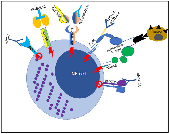 JCM | Free Full-Text | NK Cell-Fc Receptors Advance Tumor Immunotherapy