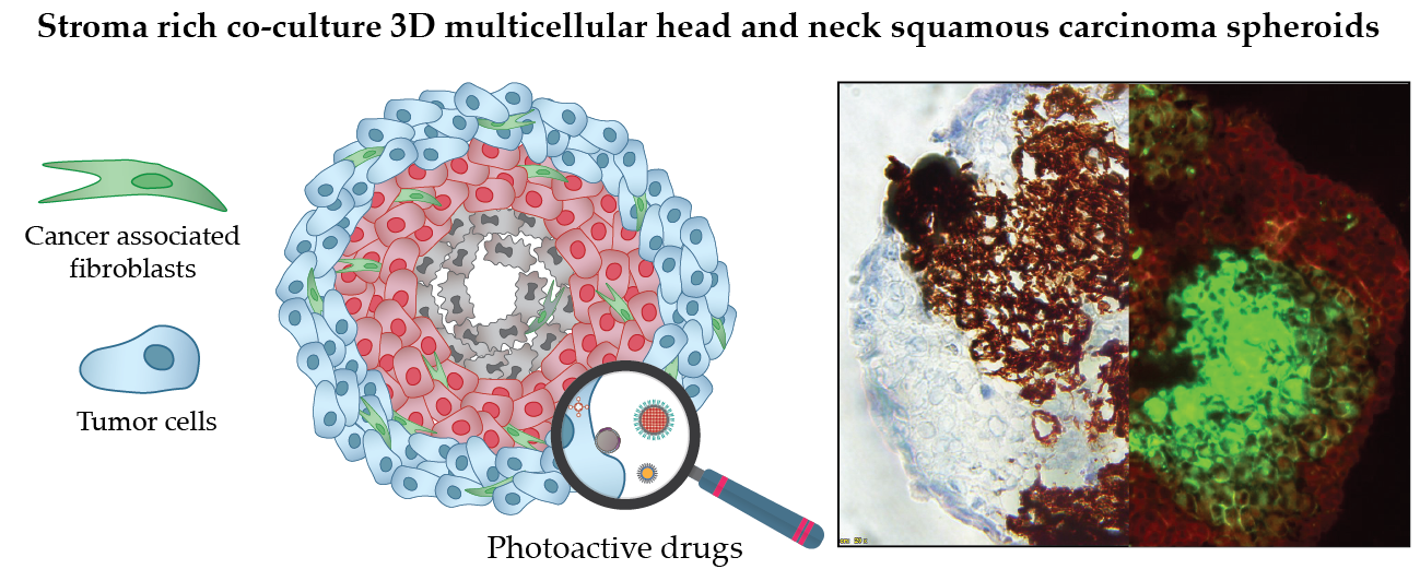JCM | Free Full-Text | Stroma-Rich Co-Culture Multicellular Tumor ...