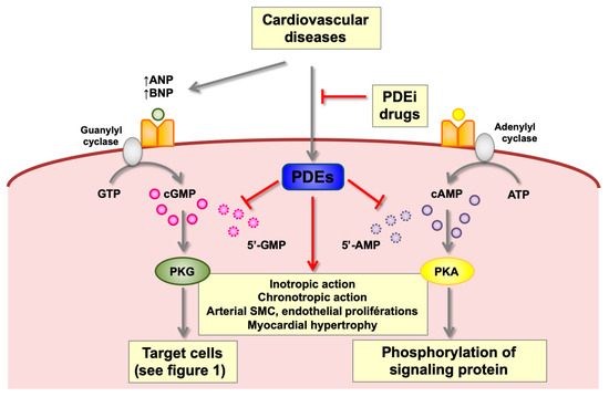 The Endocrine Function of the Heart: Physiology and Involvements of ...