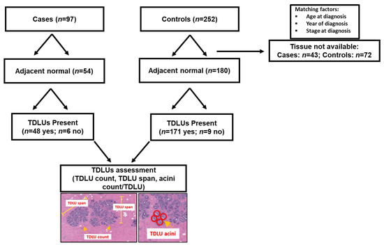 Involution of Breast Lobules, Mammographic Breast Density and Prognosis ...