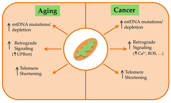 Mitochondrial Dysfunction in Aging and Cancer