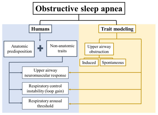 JCM | Free Full-Text | The Role of Animal Models in Developing Pharmacotherapy for Obstructive ...