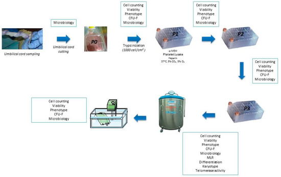 Mesenchymal Stem/Stromal Cell Production Compliant with Good ...