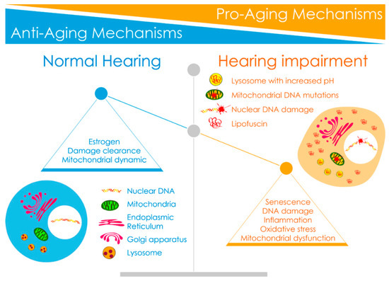 JCM | Free Full-Text | Presbycusis: An Update on Cochlear Mechanisms ...