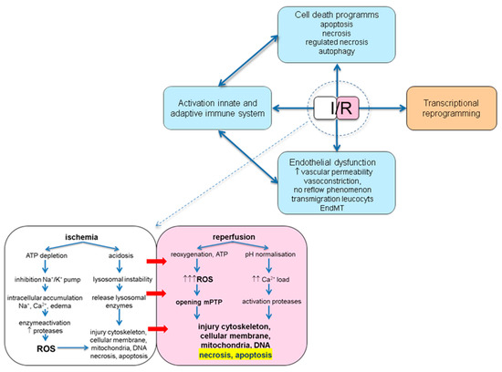 Ischemia and Reperfusion Injury in Kidney Transplantation: Relevant Mechanisms in Injury and Repair
