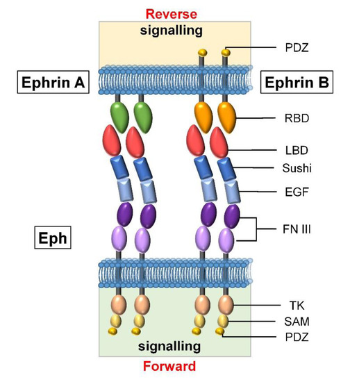 Eph/ephrin Signaling and Biology of Mesenchymal Stromal/Stem Cells