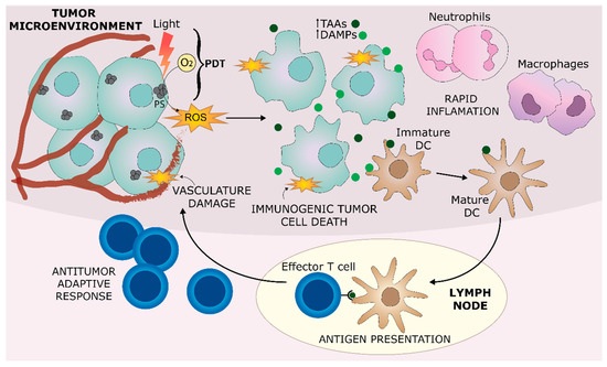 Preclinical and Clinical Evidence of Immune Responses Triggered in ...