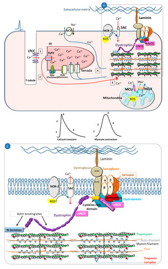 JCM | Free Full-Text | Dysregulation of Calcium Handling in Duchenne ...