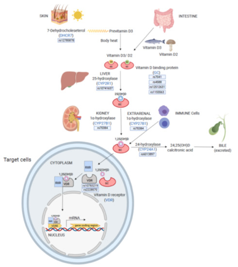 Genetic Components of 25-Hydroxyvitamin D Increase in Three Randomized ...