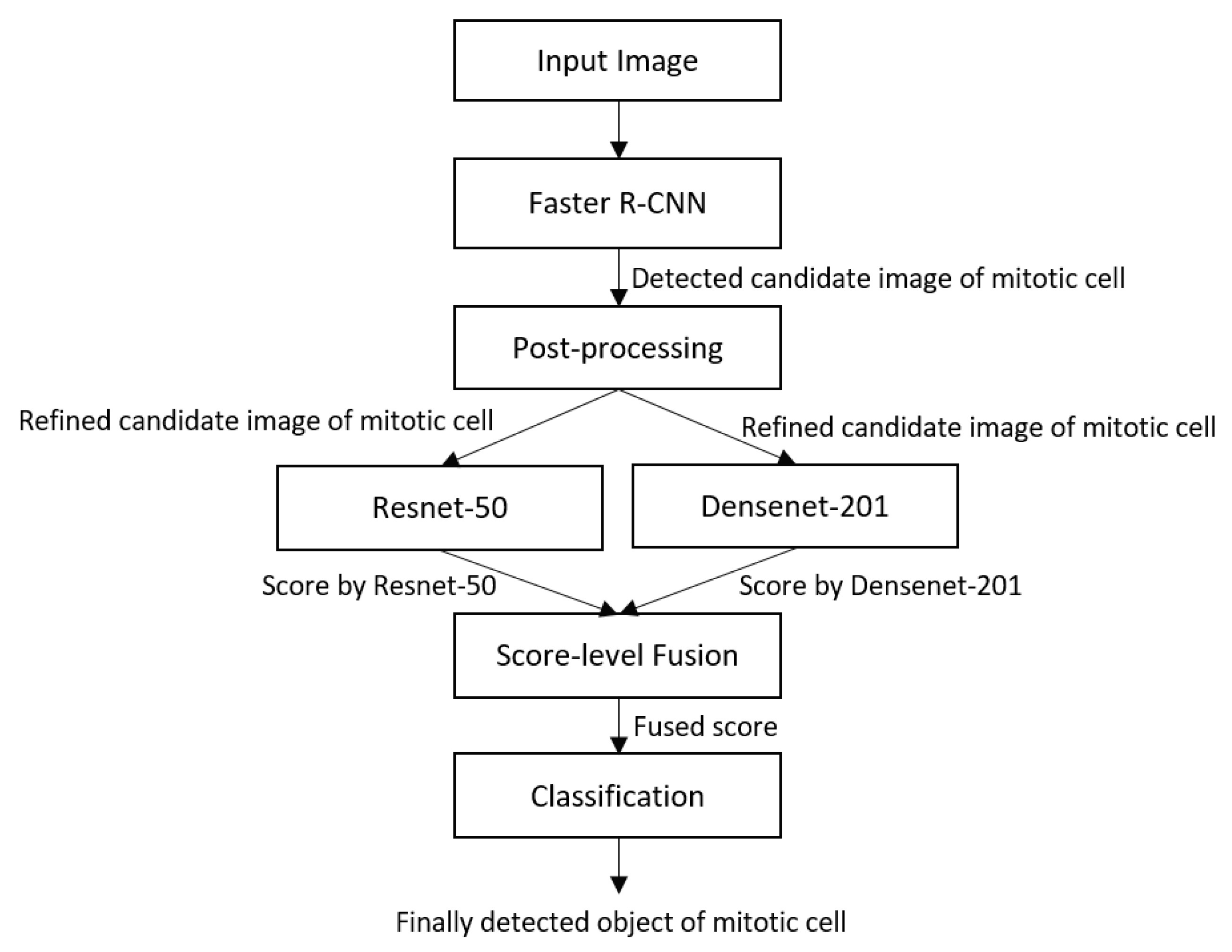 JCM | Free Full-Text | Artificial Intelligence-Based Mitosis Detection ...