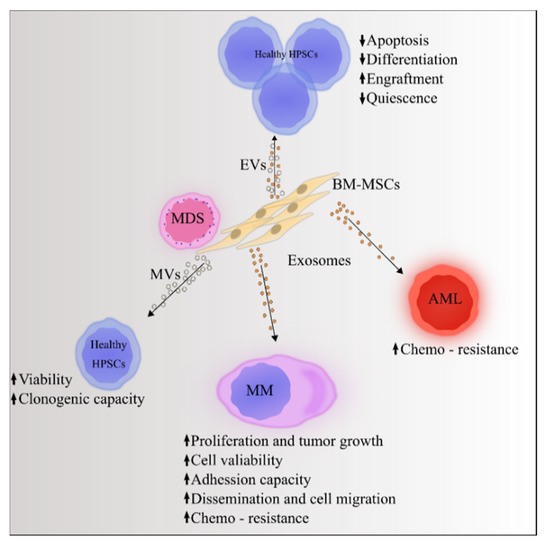 Bone Marrow Cells Differentiation